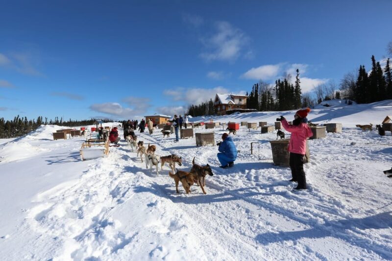 Fairbanks: 1-Hour Alaskan Winter Dog Sledding Adventure - Final Thoughts: Is It Worth It?