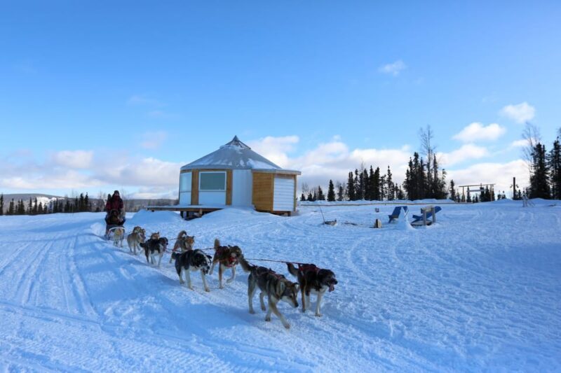 Fairbanks: 1-Hour Alaskan Winter Dog Sledding Adventure - Guides and the Authentic Touch