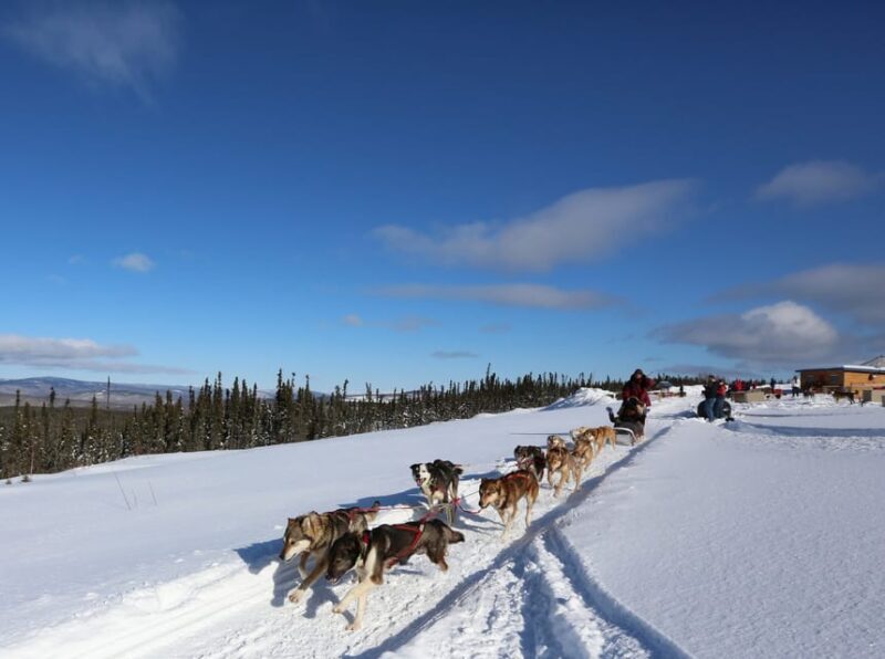 Fairbanks: 1-Hour Alaskan Winter Dog Sledding Adventure - The Value and Cost