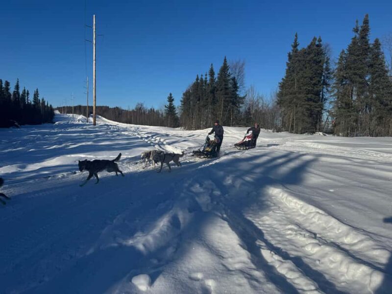 Fairbanks: 2-Hour Basic Dog Mushing School - What to Expect from This Dog Mushing School