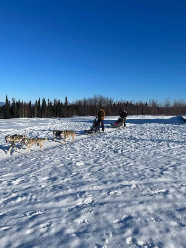 Fairbanks: 2-Hour Basic Dog Mushing School - The Value of Learning from Expert Guides