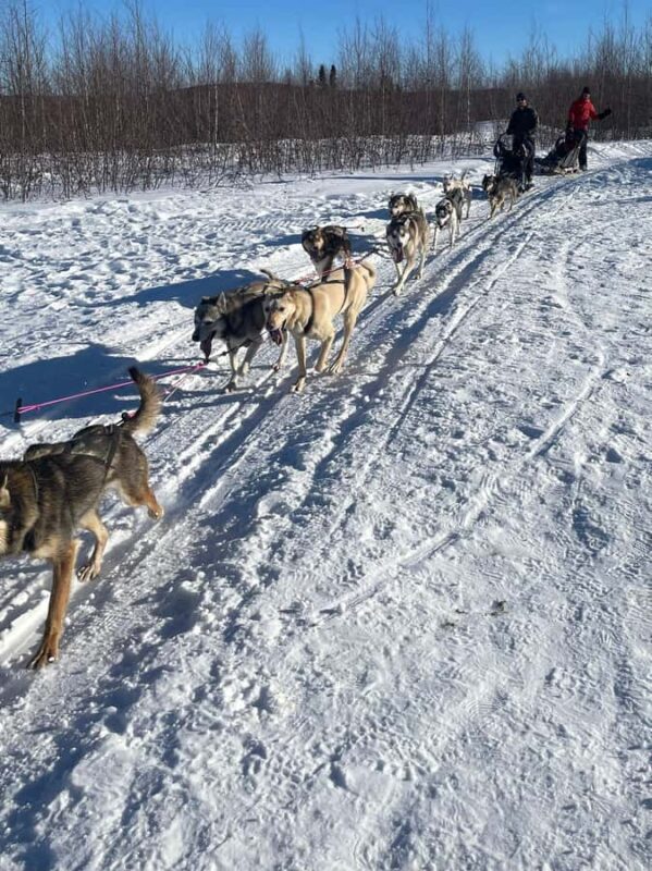 Fairbanks: 2-Hour Basic Dog Mushing School - The Sum Up