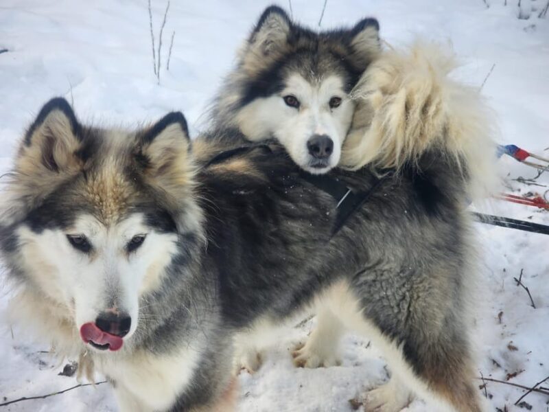 Fairbanks: Alaskan Summer Sled Dog Adventure - A Closer Look at the Experience