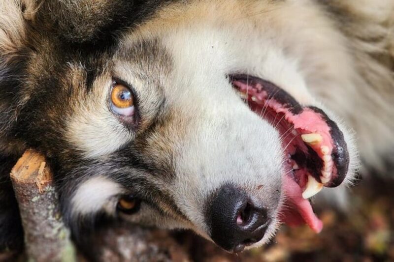Fairbanks: Alaskan Summer Sled Dog Adventure - What To Expect Step-by-Step