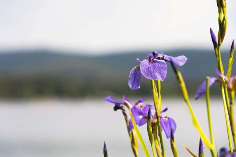 Fairbanks: Beauty of the North - Key Points