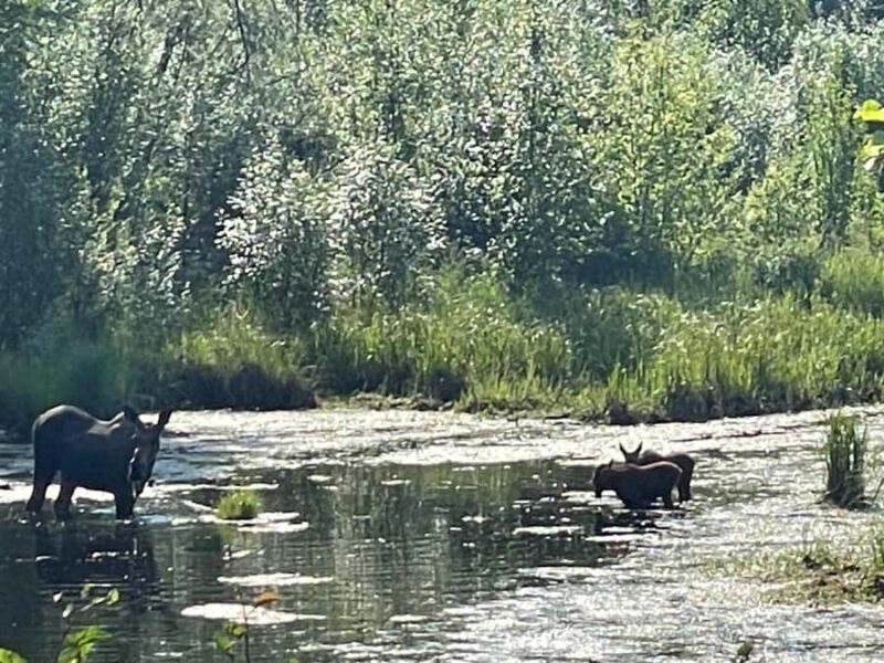 Fairbanks: Chena Hot Springs Day Tour - What the Reviews Tell Us