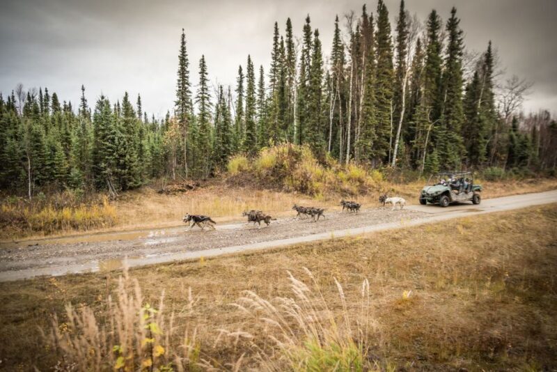 Fairbanks: Dog Mushing through Fall Landscapes on a UTV - An Unusual Look at Dog Mushing in Fall
