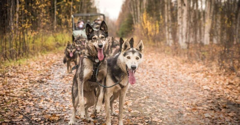 Fairbanks: Dog Mushing through Fall Landscapes on a UTV - Authenticity & Interaction with the Huskies