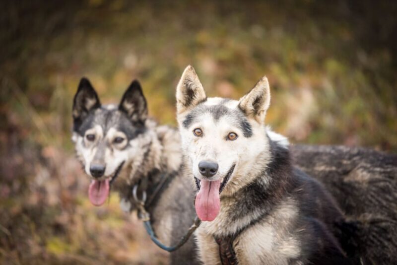 Fairbanks: Dog Mushing through Fall Landscapes on a UTV - Scenic Highlights and Wildlife