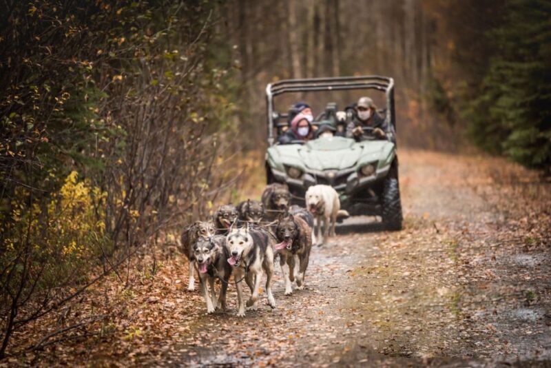 Fairbanks: Dog Mushing through Fall Landscapes on a UTV - Price & Value Analysis