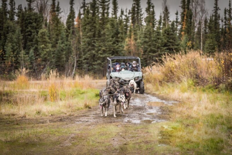 Fairbanks: Dog Mushing through Fall Landscapes on a UTV - Who Is This Tour Best For?