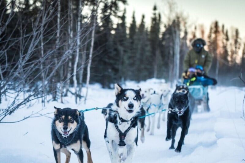 Fairbanks: Private Mush on the Historic Yukon Quest Trail - A Closer Look at the Experience