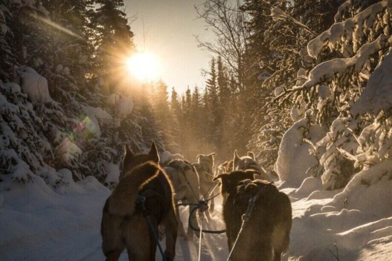 Fairbanks: Private Mush on the Historic Yukon Quest Trail - What to Expect From the Itinerary