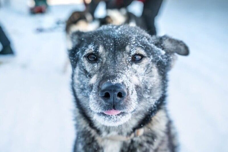 Fairbanks: Private Mush on the Historic Yukon Quest Trail - Frequently Asked Questions