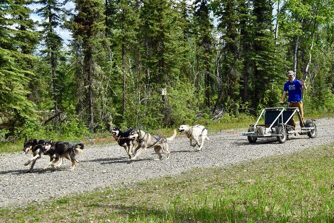 Fairbanks Sled Dog Adventure with Campfire & S'mores - What to Expect from the Fairbanks Sled Dog Adventure