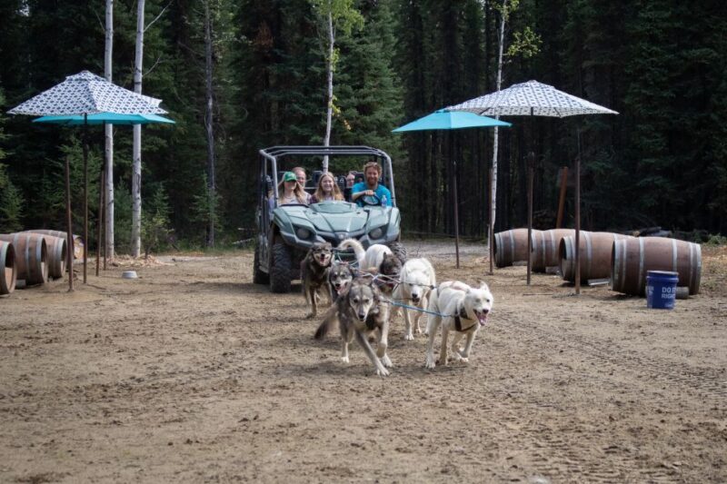 Fairbanks: Summer Mushing Cart Ride and Kennel Tour - An Overview of the Experience