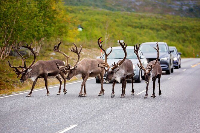 Fairbanks to Denali  Scenic Private Shuttle Transfer - An In-Depth Look at the Fairbanks to Denali Shuttle Experience