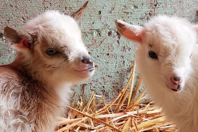 Faithful Hands Farm Tour - Weighing the Experience — Is It Worth It?