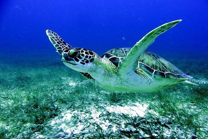 Fajardo Afternoon Snorkeling Adventure Tour - Fajardo Afternoon Snorkeling Adventure Tour