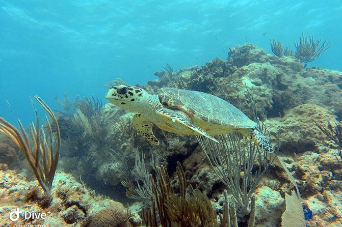 Fajardo Afternoon Snorkeling Adventure Tour - Why This Tour Offers Great Value