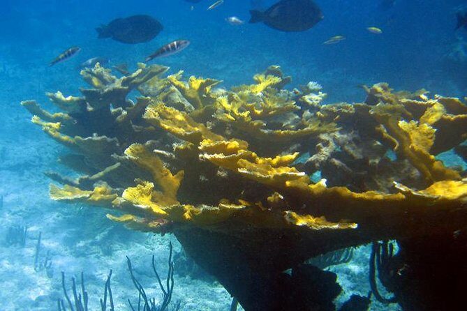 Fajardo Afternoon Snorkeling Adventure Tour - Practical Tips for a Smooth Experience