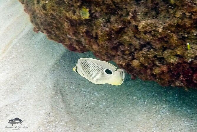 Fajardo, Puerto Rico: Morning Snorkeling Beach Tour - Who Is This Tour Best For?