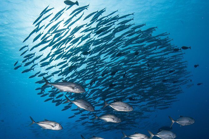 Fakarava 2-tank Certified Scuba Dive - Key Points