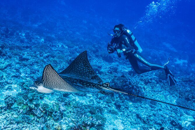 Fakarava 2-tank Certified Scuba Dive - A Detailed Look at the Fakarava 2-Tank Scuba Experience
