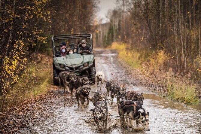Fall Aurora Mushing Cart Ride Bucket List Adventure - Final Thoughts