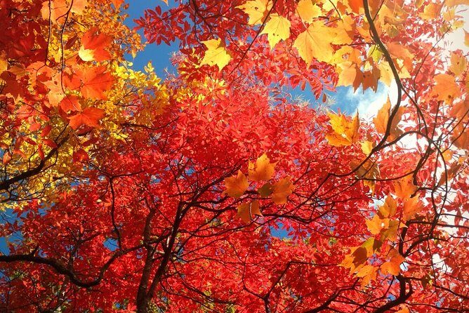 Fall Color Tour in the Smoky Mountains - Fall Color Tour in the Smoky Mountains: An In-Depth Review