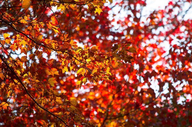 Fall Foliage Scenic Day Trip to Vermont and Western MA with Stops - Who Should Consider This Tour?