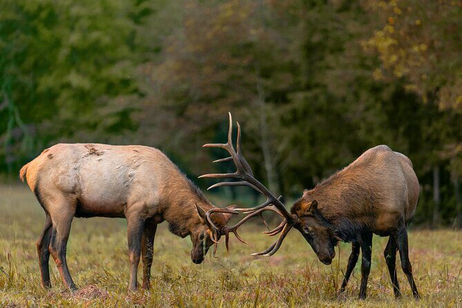 Fall Private Elk Rut Rocky Mountain National Park Tour - A Warm Welcome to Rocky Mountain National Park’s Fall Elks