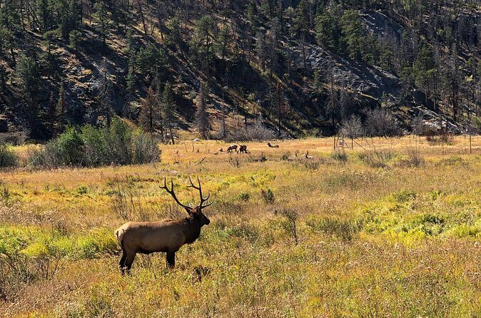 Fall Private Elk Rut Rocky Mountain National Park Tour - Who Should Consider This Tour?