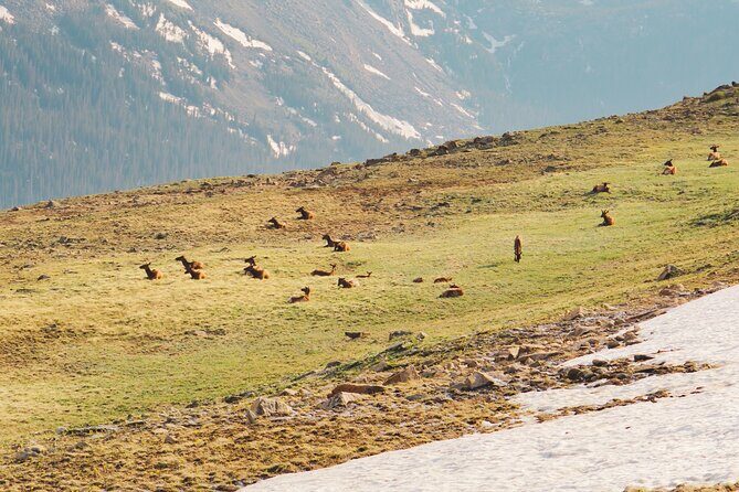 Fall Private Elk Rut Rocky Mountain National Park Tour - The Sum Up