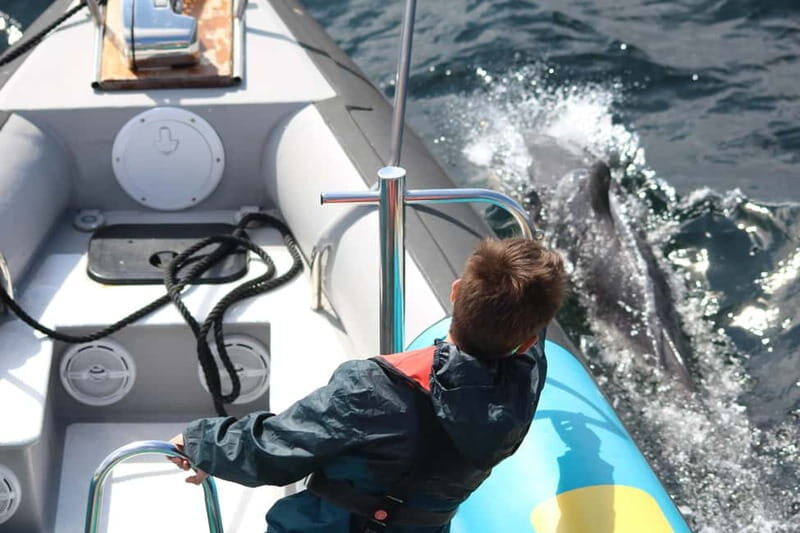 Falmouth: 2 Hour Wildlife Watching RIB Tour - Key Points