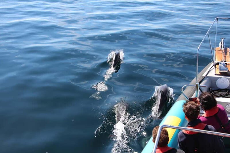 Falmouth: 2 Hour Wildlife Watching RIB Tour - A Detailed Look at the Experience