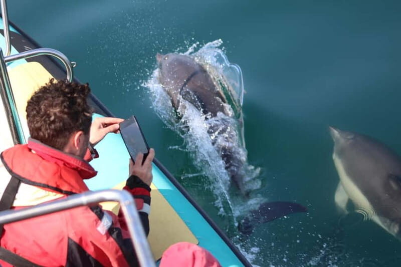 Falmouth: 2 Hour Wildlife Watching RIB Tour - Practical Details & How You’ll Benefit