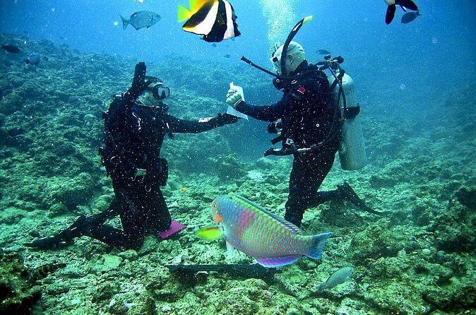 Falmouth Shore Excursion: 2-Tank Certified Scuba Diving Tour - Final Thoughts: Who Is This Tour Perfect For?