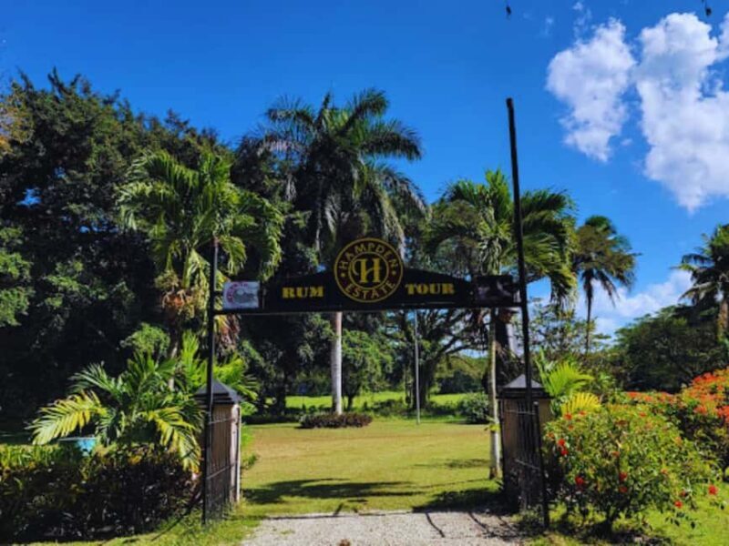 Falmouth Tour: Hampden Estate Rum Tasting Tour - Key Points