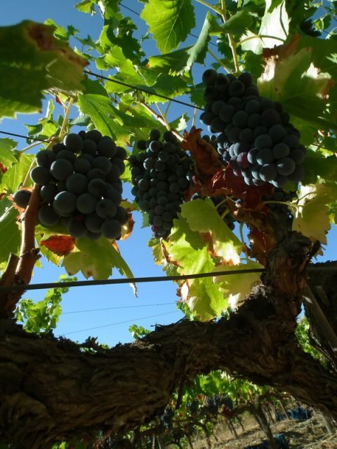 Falset: Guided Wine Tour to the Priorat by a Local - An In-Depth Look at the Priorat Wine Tour