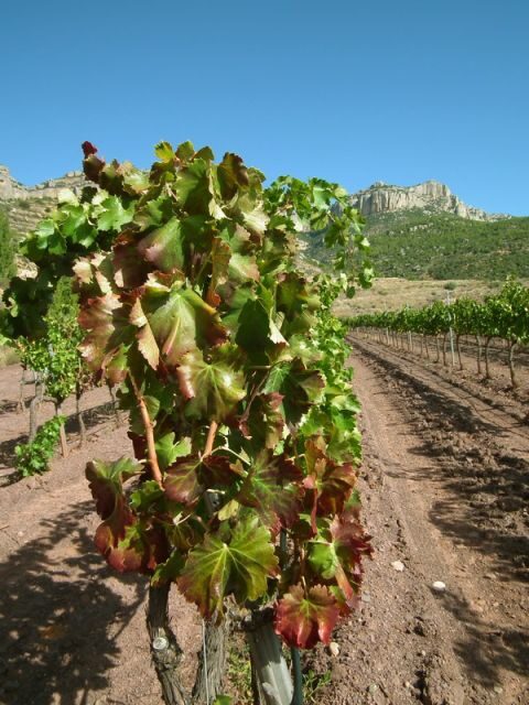 Falset: Guided Wine Tour to the Priorat by a Local - Final Thoughts