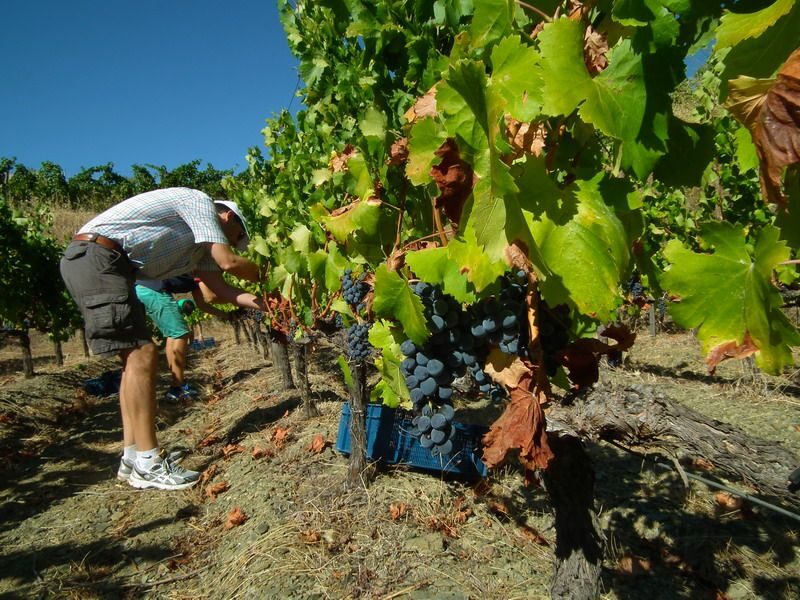 Falset: Guided Wine Tour to the Priorat by a Local - FAQs