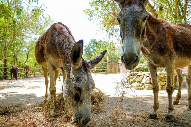 Family Adventure Day: Ziplining, Cenote Swim, Waterfall & Monkeys - A Full Breakdown of the Experience