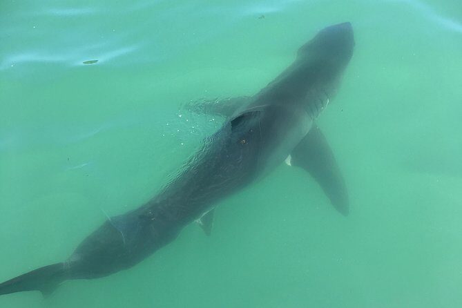 Family and Private Group Whale and Dolphin Watching - An Authentic Coastal Adventure in Dana Point