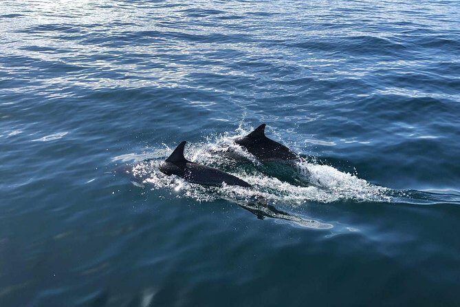 Family and Private Group Whale and Dolphin Watching - FAQ