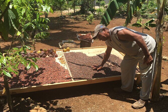 Family, Buggy Adventures, Tours, Macao Beach. Lowest Price. - The Experience Breakdown