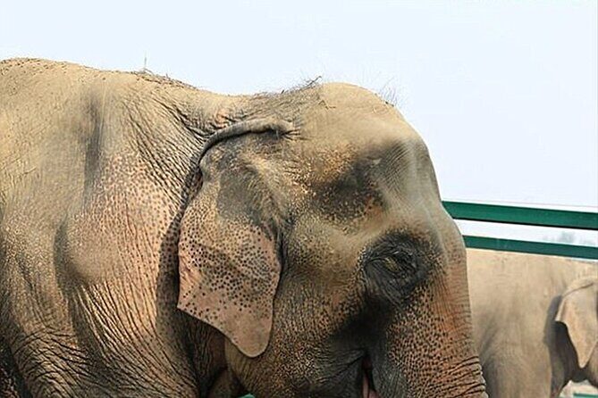 Family Delhi Heritage and Wildlife Tour in Mathura SOS - A Close Look at the Itinerary