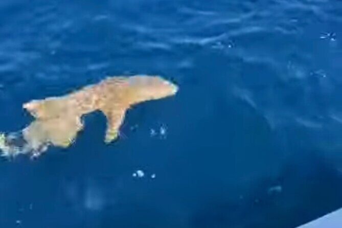 Family Friendly Fishing Adventures in Navarre Florida - FAQ