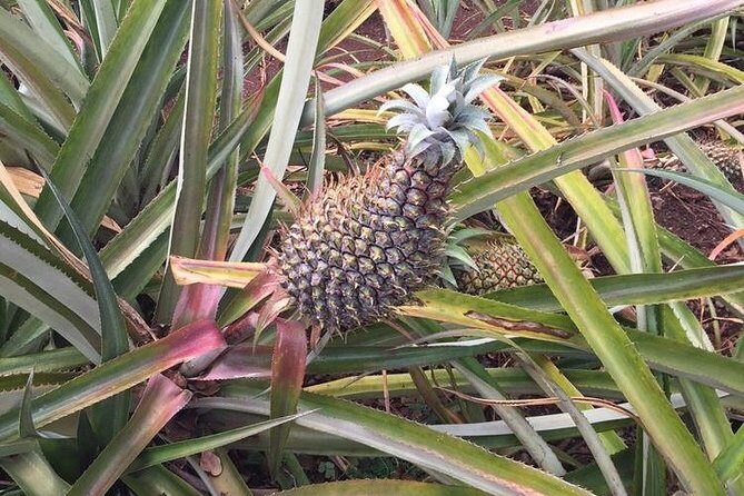 Family-Friendly Private Circle Island Tour of Oahu - Real Experiences from Travelers