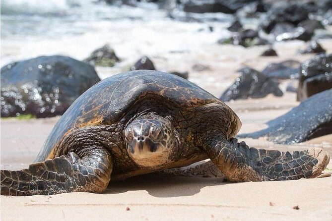 Family-Friendly Private Circle Island Tour of Oahu - FAQ